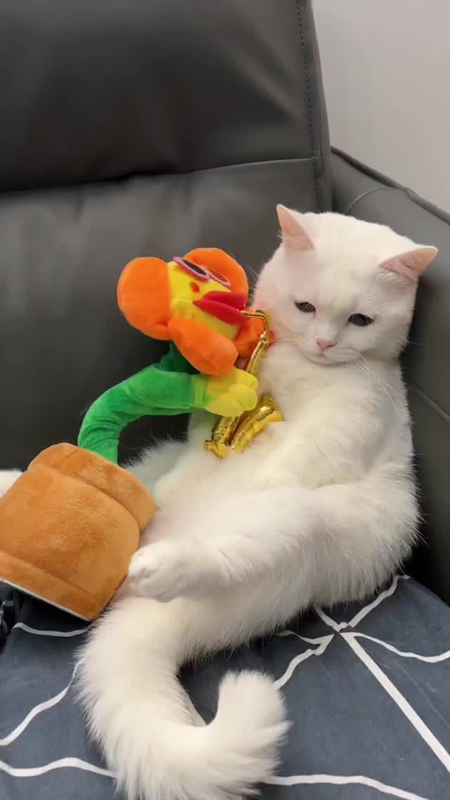 让你天天半夜蹦迪不让我睡觉 - 柬埔寨头条