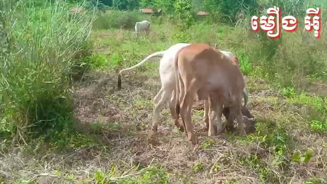 ឯកសារសត្វចិញ្ចឹមនៅក្នុងប្រទេសកម្ពុជានាខេត្តប៉ៃលិន🐂🐂🐂🇰🇭 - TNAOT