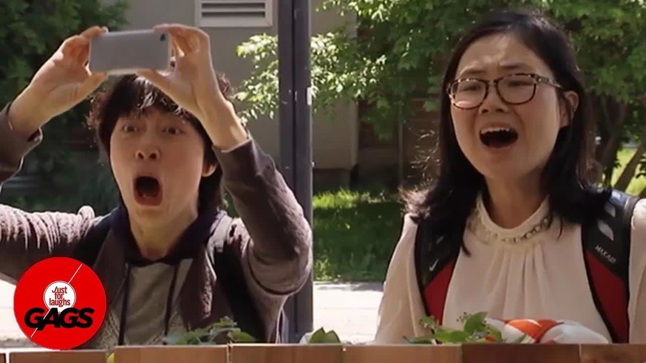 សត្វឆ្មាអ្នកជិតខាងឈ្លោះគ្នាក្នុងសួនក្រោយផ្ទះ... - TNAOT