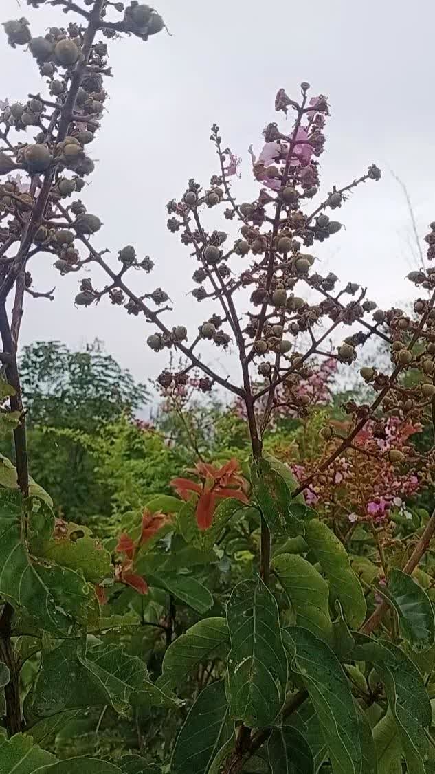 Beautiful flowers - TNAOT