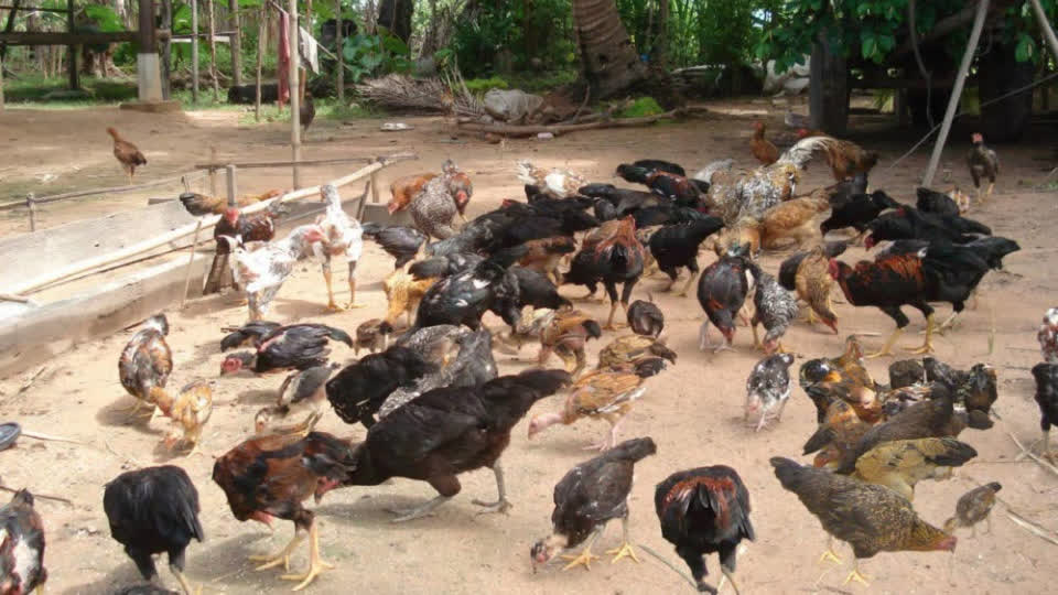 ADB អនុម័តកញ្ចប់ថវិកា ជាង៦០លានដុល្លារ ដើម្បីជួយកម្ពុជា លើកកម្ពស់សន្តិសុខស្បៀង - TNAOT